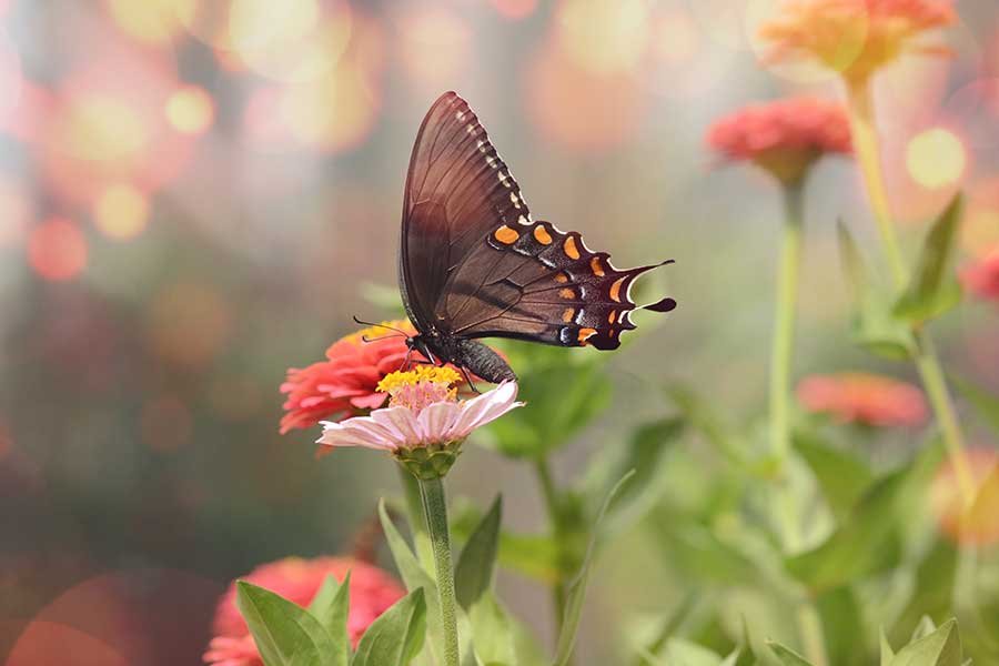 Nurturing the Bond Between Humans and Nature – 4dfurnishers.com